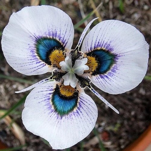 Regal Birdflower Seeds Amazing Colors Gift Idea Fun and - Etsy
