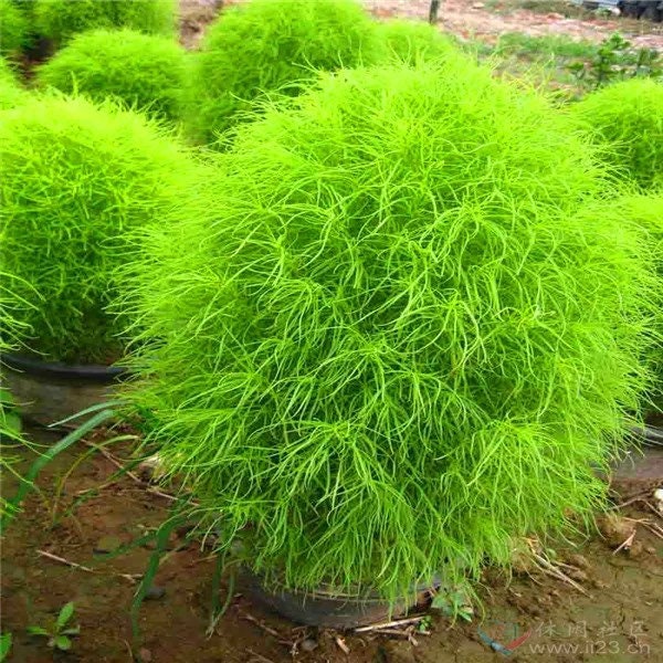 Broomsedge Seeds ~ Plants ~ Garden ~ Grow Your Own ~ Spring Flowers | eBay