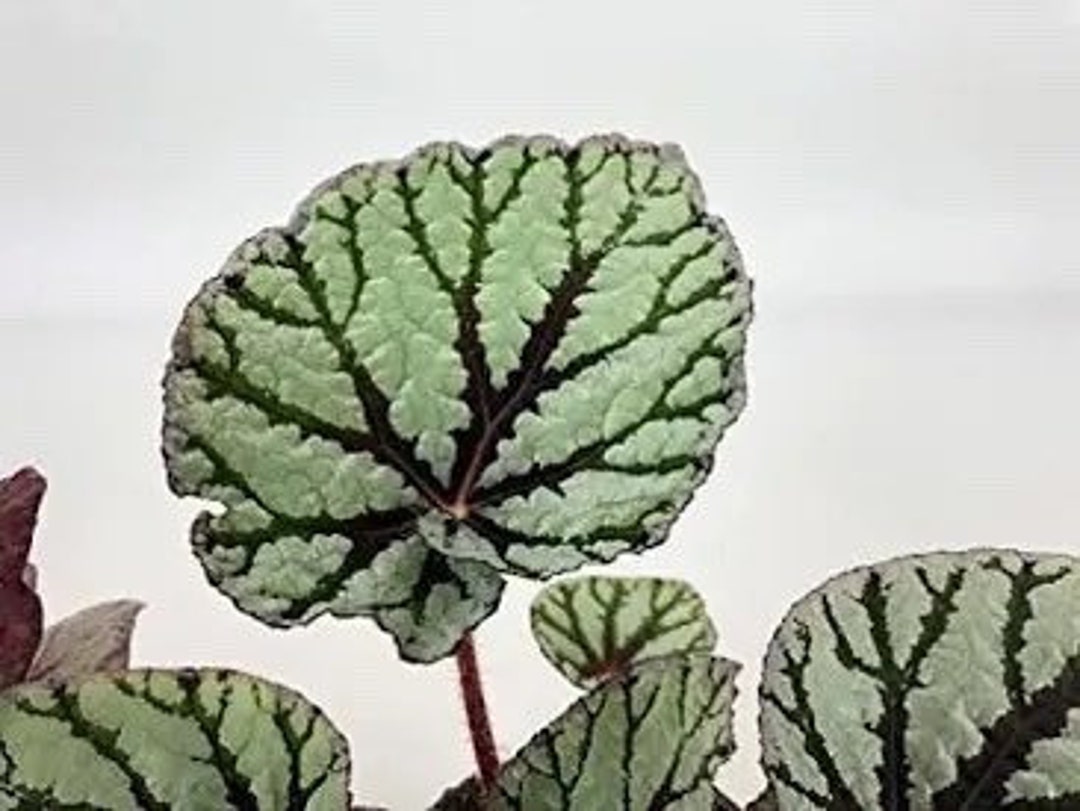 Green Rex Begonias Seeds Plants Garden Grow Your Own - Etsy
