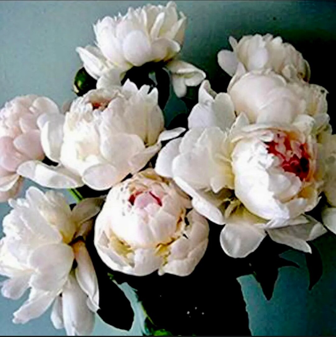 Cream Peony Flower Seeds Gifts Flowers Bouquets - Etsy