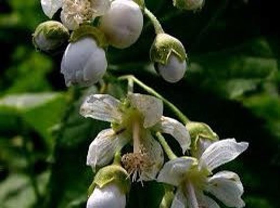Virginia Fanpetals Seeds ~ Virginia Mallow Ripariosida Hermaphrodita ...