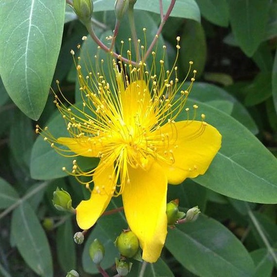 Yellow Hypericum Seeds St Johns Wort Plants Garden - Etsy