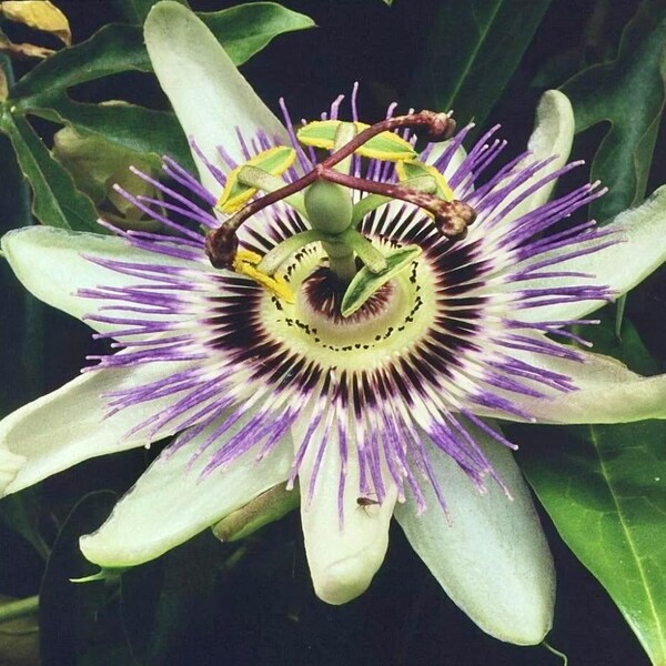 Maypop Plant - Etsy
