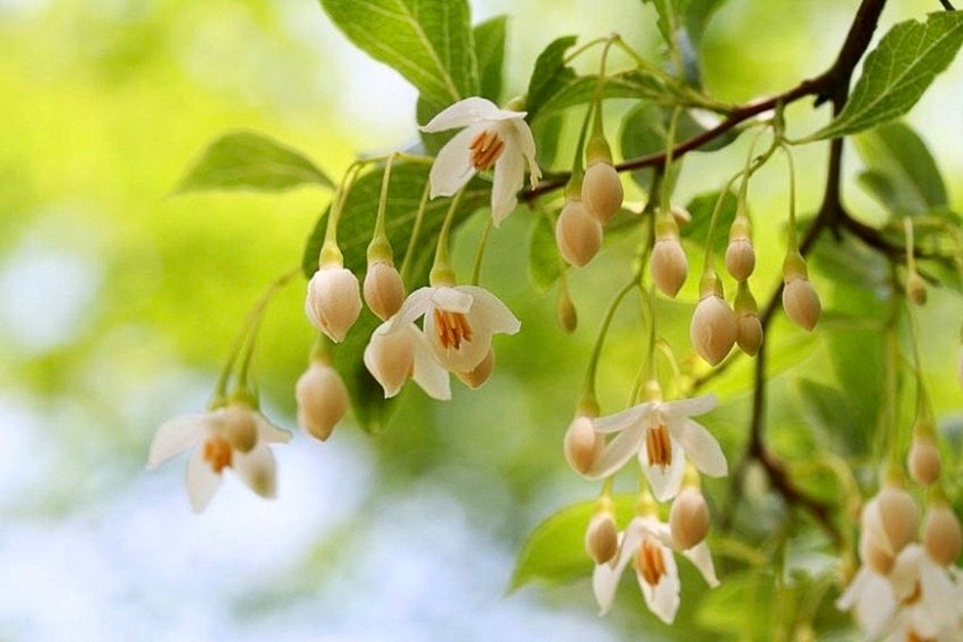 White Japanese Snowdrop Seeds Snowbell Styrax Japonicus - Etsy