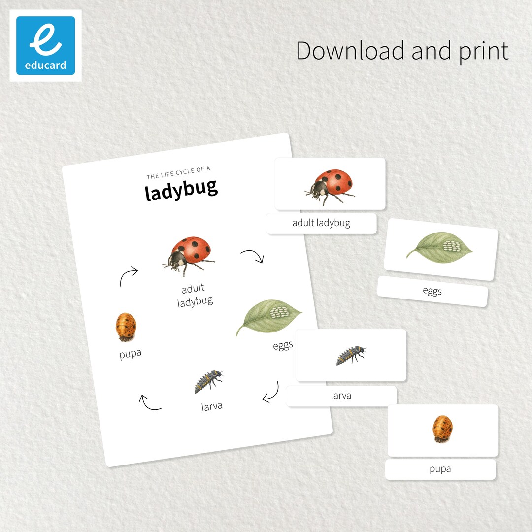 Ladybug / Ladybird Life Cycle / Printable Educational Material ...