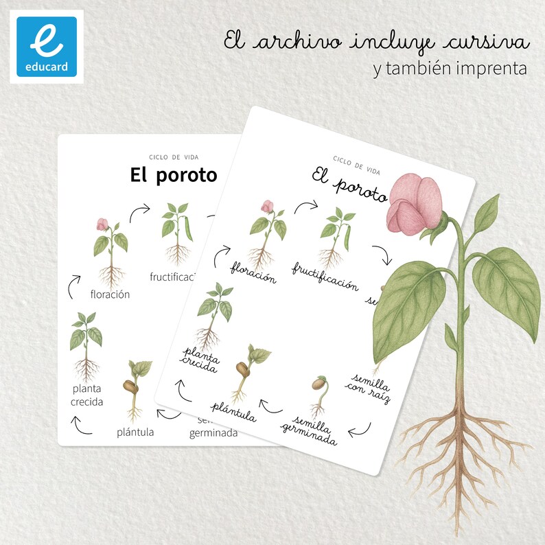 Bean Life Cycle in Spanish / Printable Educational Material ...