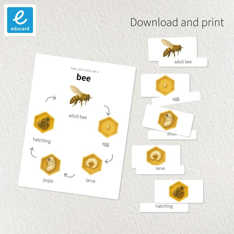 Bee Life Cycle / Printable Educational Material / Montessori ...