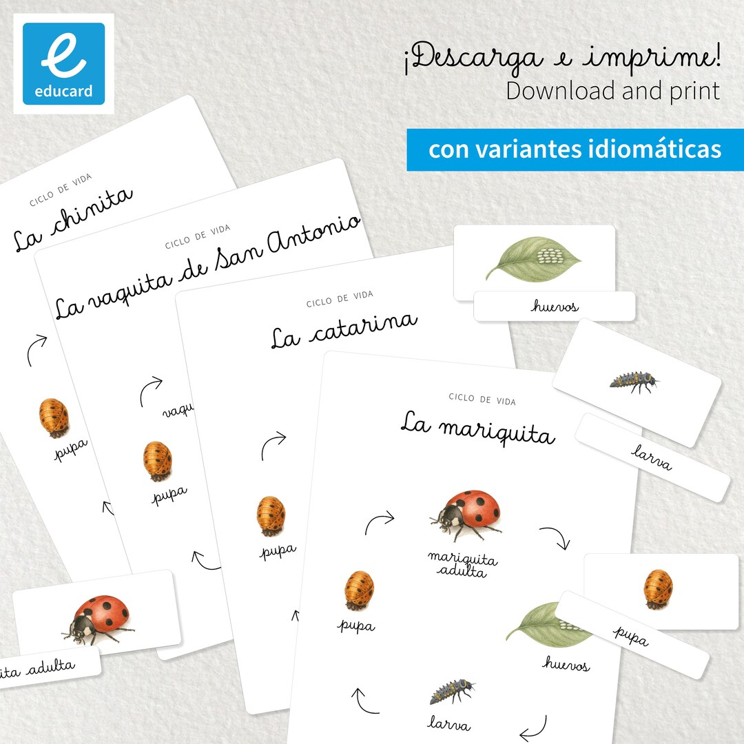 Ladybug Life Cycle in Spanish / Printable Educational Material ...