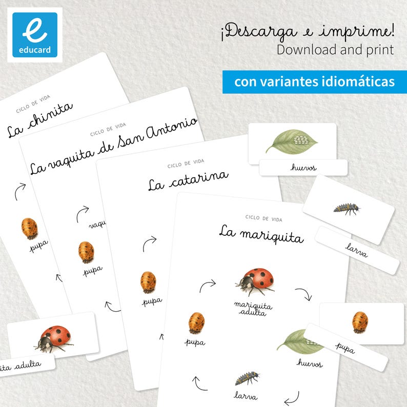 Ladybug Life Cycle in Spanish / Printable Educational Material ...