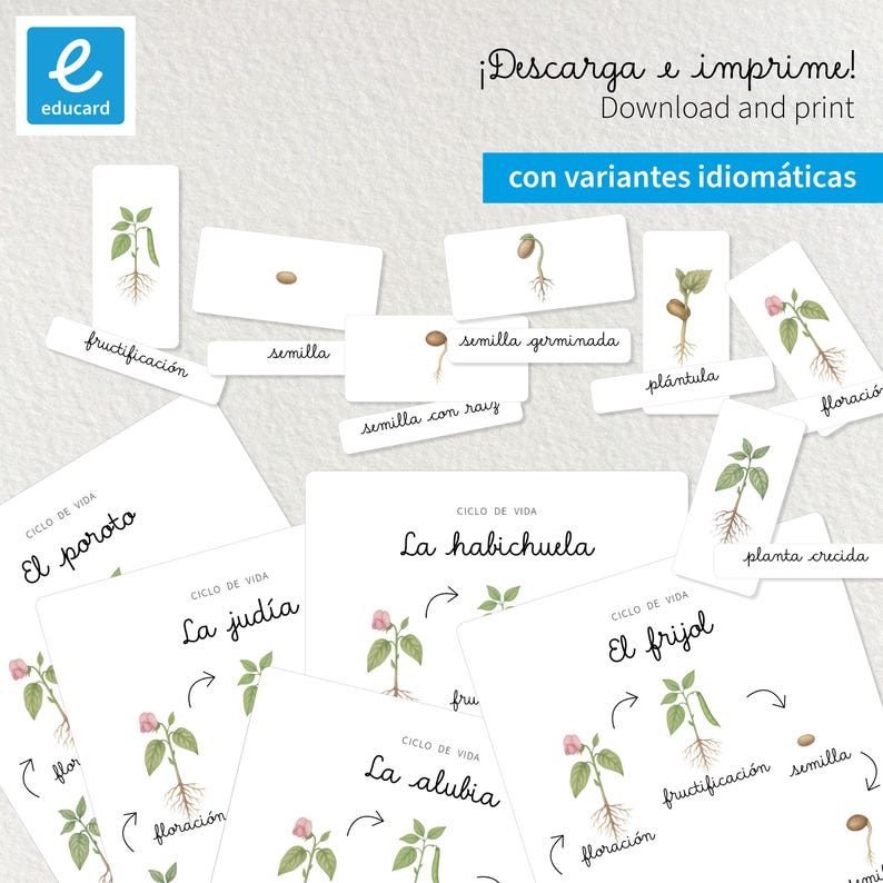 Bean Life Cycle / Printable Educational Material in Spanish - Etsy