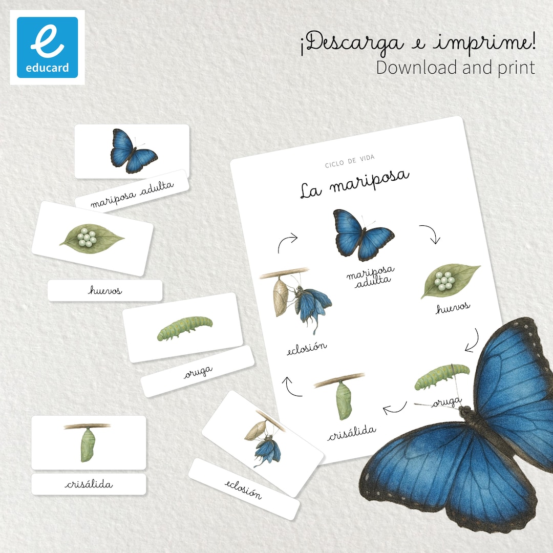 Butterfly Life Cycle – Spanish Printable Educational Material - Etsy