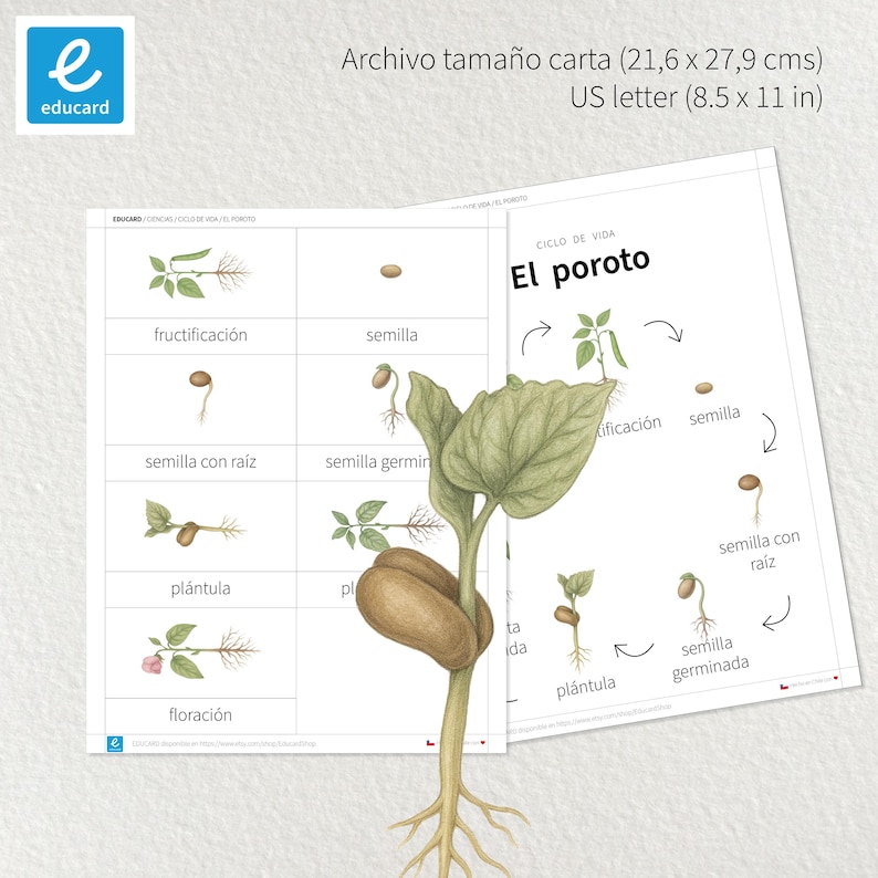 Bean Life Cycle in Spanish / Printable Educational Material ...