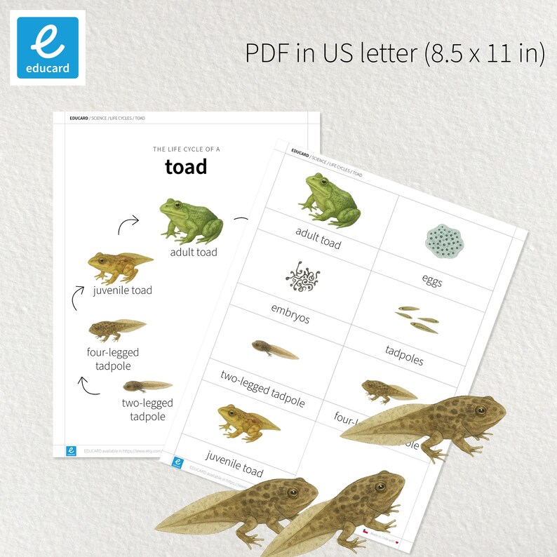 Life Cycle Bundle: Butterfly, Bee, Dragonfly, Ladybug, Toad & Bean ...