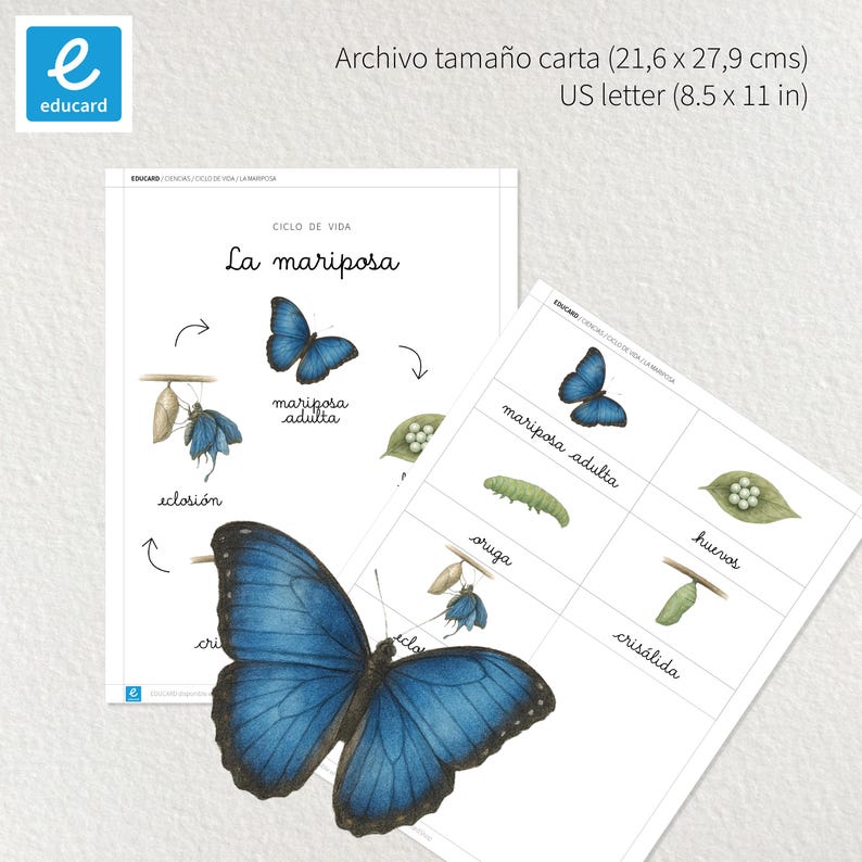 Butterfly Life Cycle in Spanish – Spanish Printable Educational ...