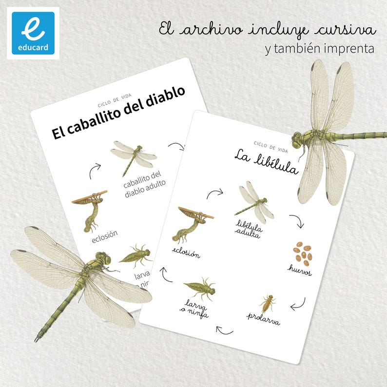 Dragonfly Life Cycle in Spanish / Printable Educational Material ...
