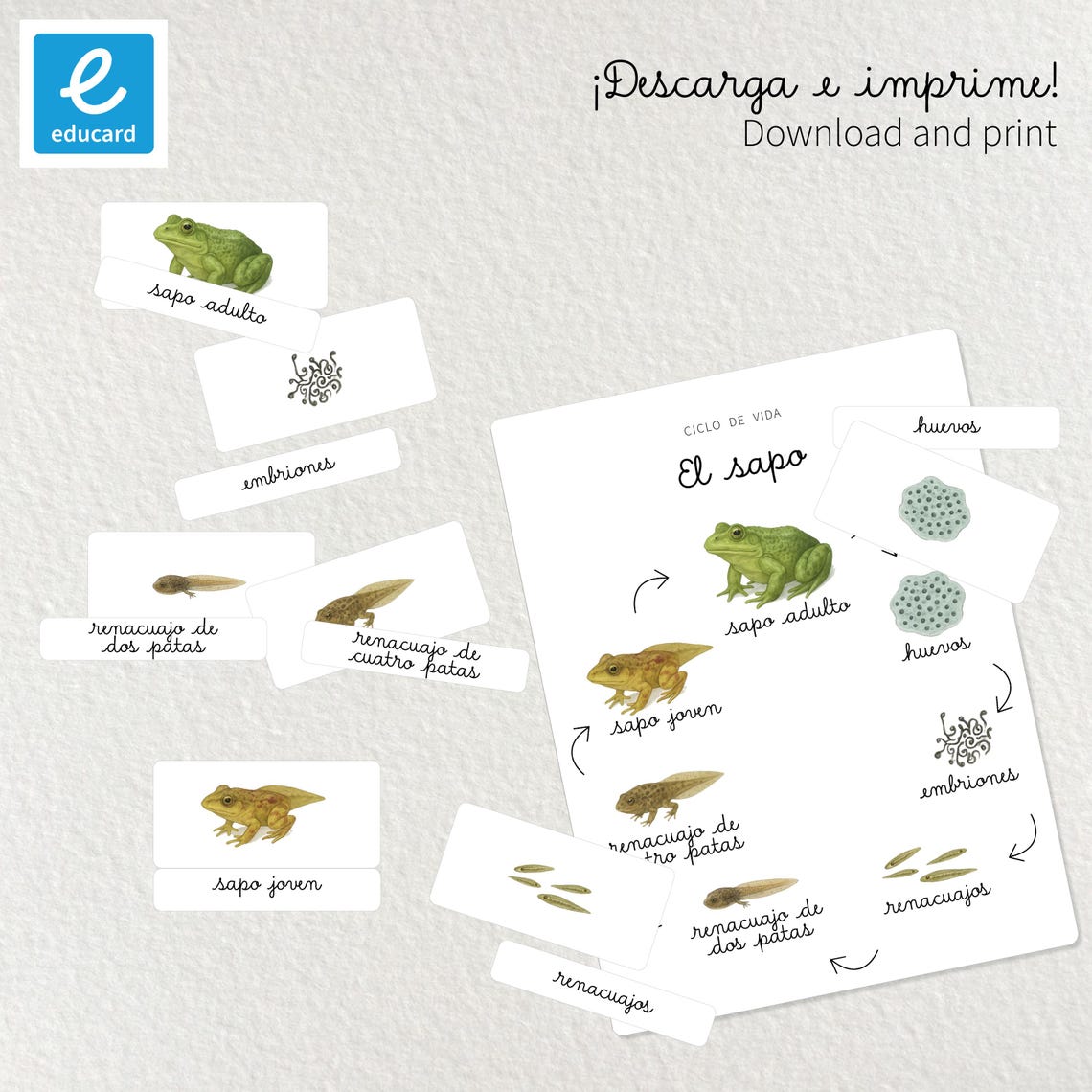 Toad Life Cycle – Printable Educational Material in Spanish - Etsy