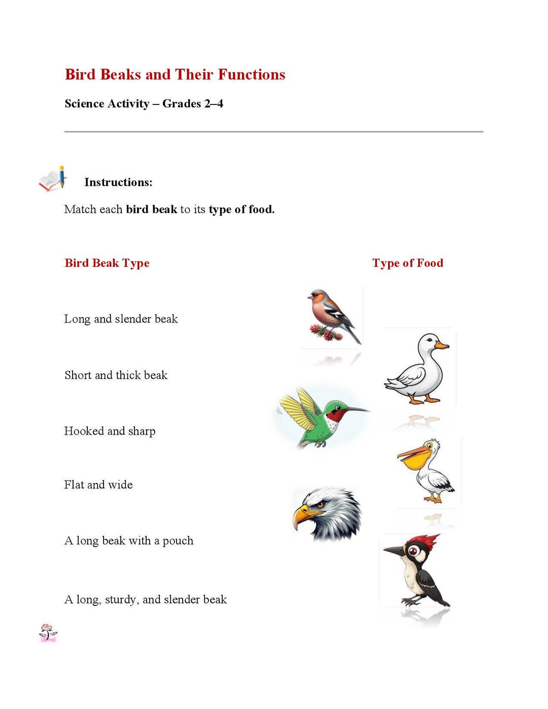 Bird Beaks Worksheet - Types and Functions -science Activity - Etsy UK