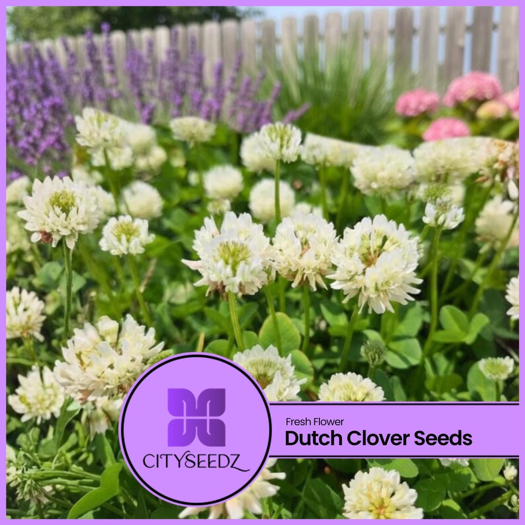 Fascinating White Dutch Clover Seeds Gallery