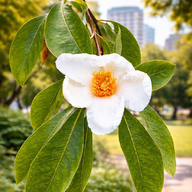 20 Rare Franklin Tree Seeds – Franklinia Alatamaha | Historic Flowering ...