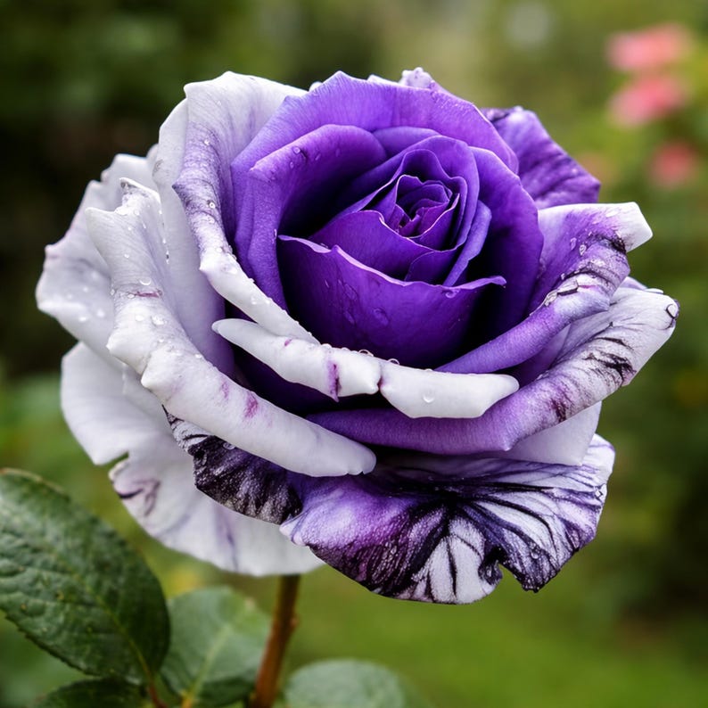 Purple White Rose Seeds | Bi-color Climbing Bush Garden Flower Variety ...