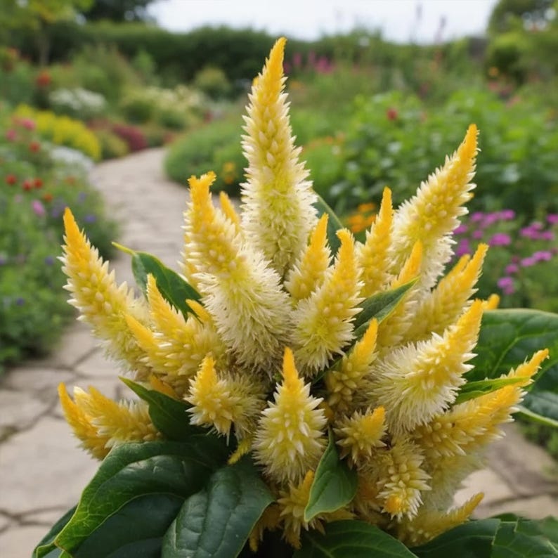 1,000 Celosia Kosmo Yellow Seeds - Dwarf Plumed Cockscomb - Compact ...