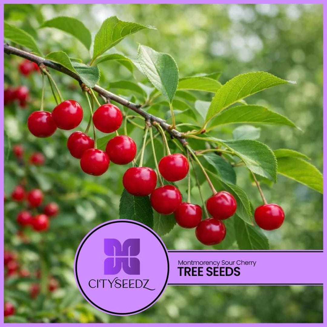 Montmorency Sour Cherry Tree – NON-GMO Tart Cherry Variety (10–50 Seeds ...