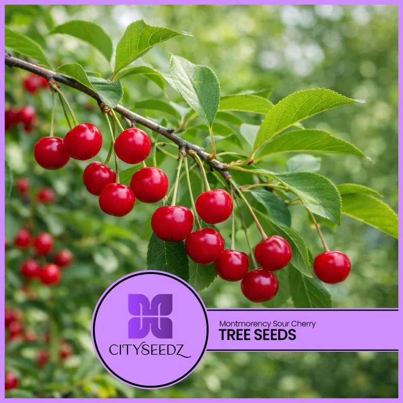 Montmorency Sour Cherry Tree – NON-GMO Tart Cherry Variety (10–50 Seeds ...