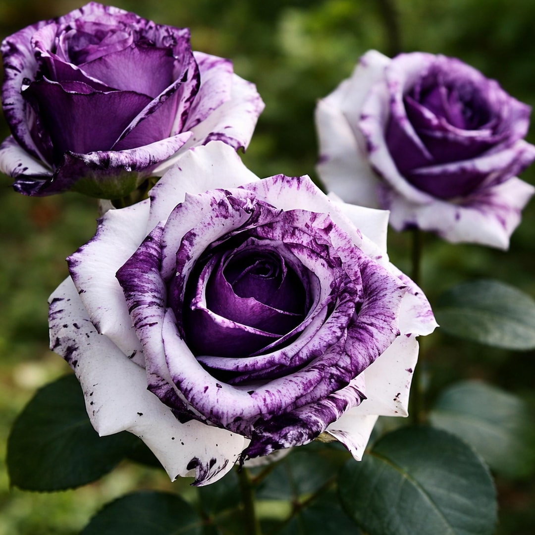 Purple White Rose Seeds | Bi-color Climbing Bush Garden Flower Variety ...