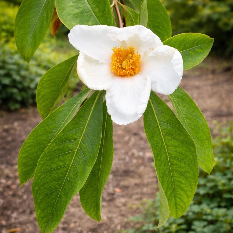 20 Rare Franklin Tree Seeds – Franklinia Alatamaha | Historic Flowering ...