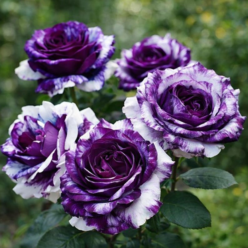 Purple White Rose Seeds | Bi-color Climbing Bush Garden Flower Variety ...