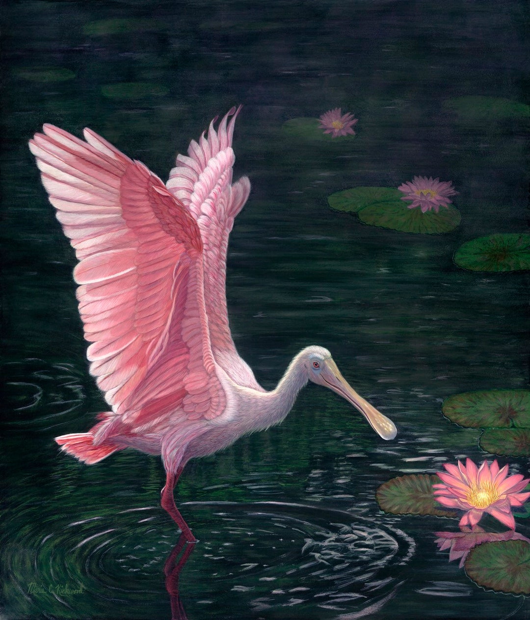 Spoonbill Bird Giclee Print on Canvas: 'pretty in Pink' Limited Edition ...
