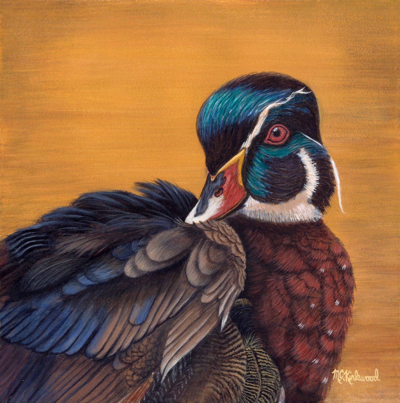 Duck Print- 'wood Duck'- Unframed 6" X 6" Limited Edition Giclee Print ...