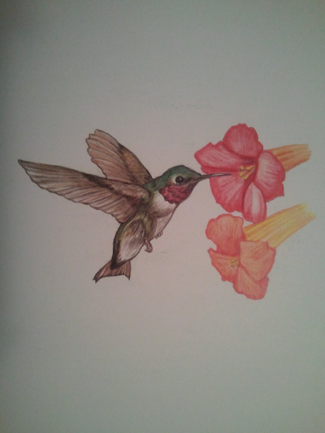 Hummingbird Color Pencil Drawing Print Nature Painter - Etsy