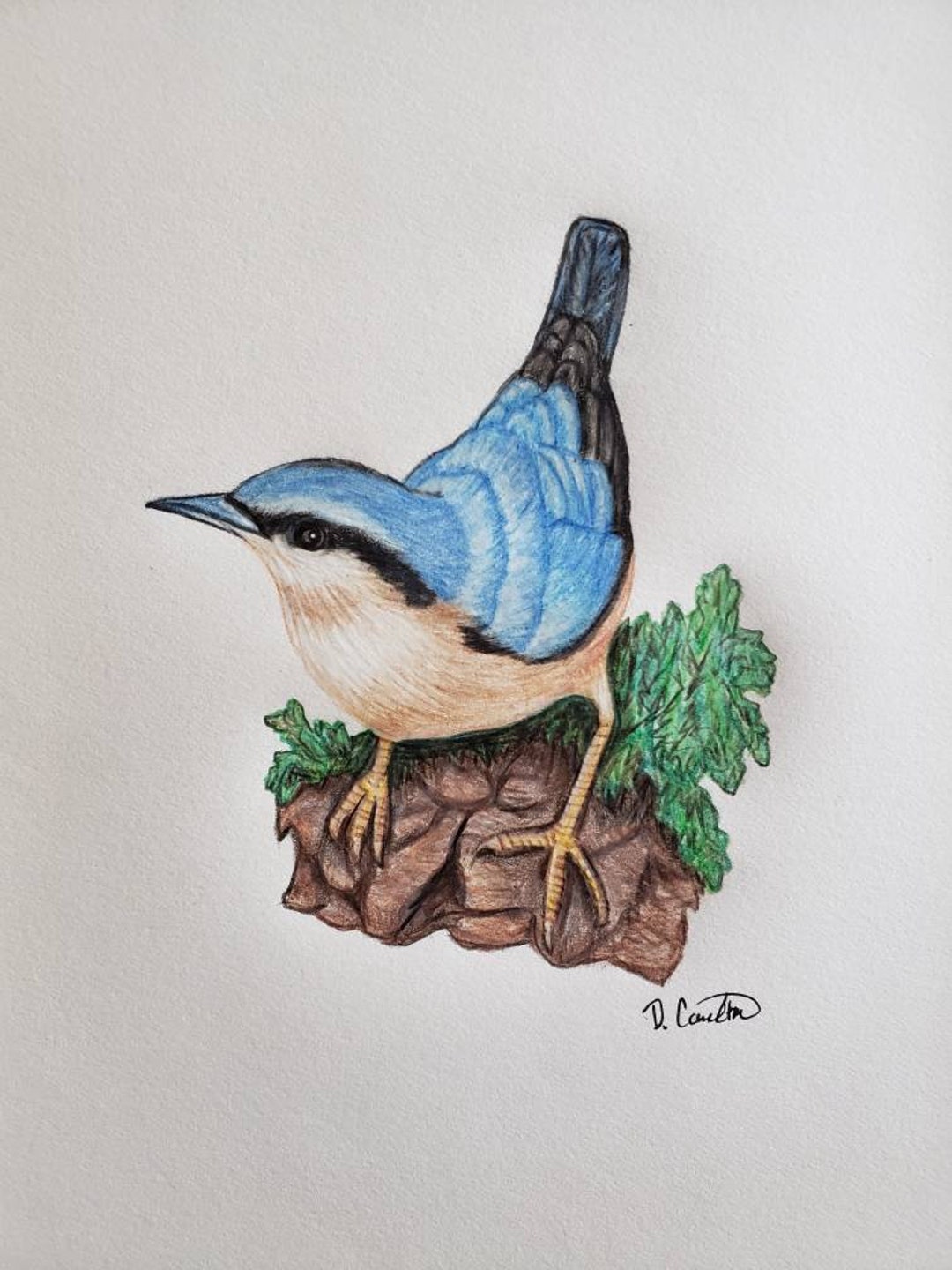 Nuthatch Color Pencil Print Nature Painter - Etsy
