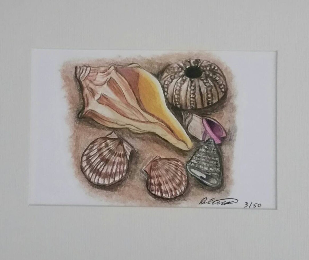 Sea Shells Color Pencil Drawing Print Nature Painter - Etsy