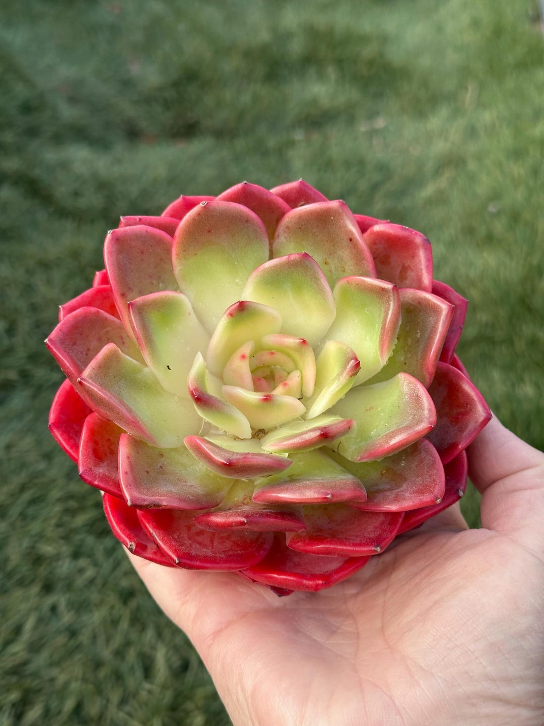 Rare Imported Succulent Echeveria “ Red Spider Lady” Large Single Head ...