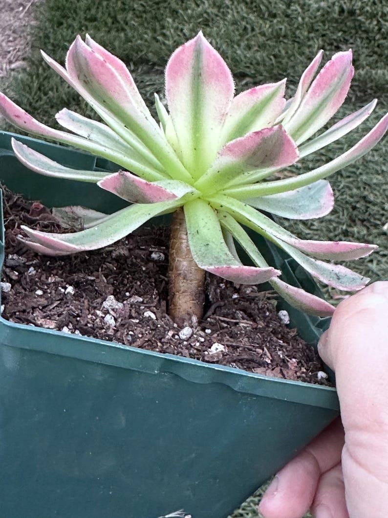 Rare Imported Succulent Variegated Aeonium “pink Crystal” - Etsy