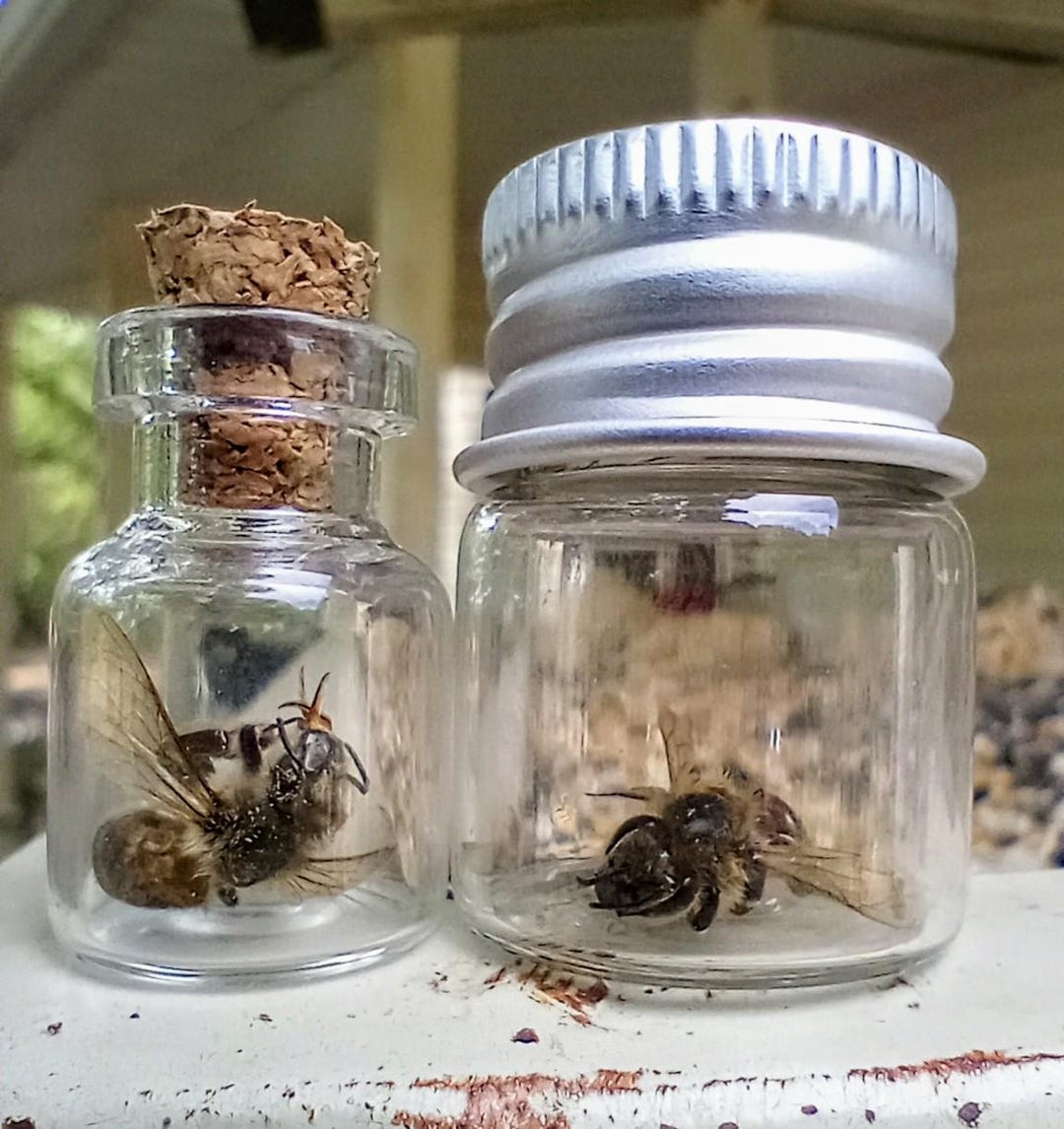 Preserved Bee in Glass Jar, Insect Oddity - Miniature Home Decor - Etsy