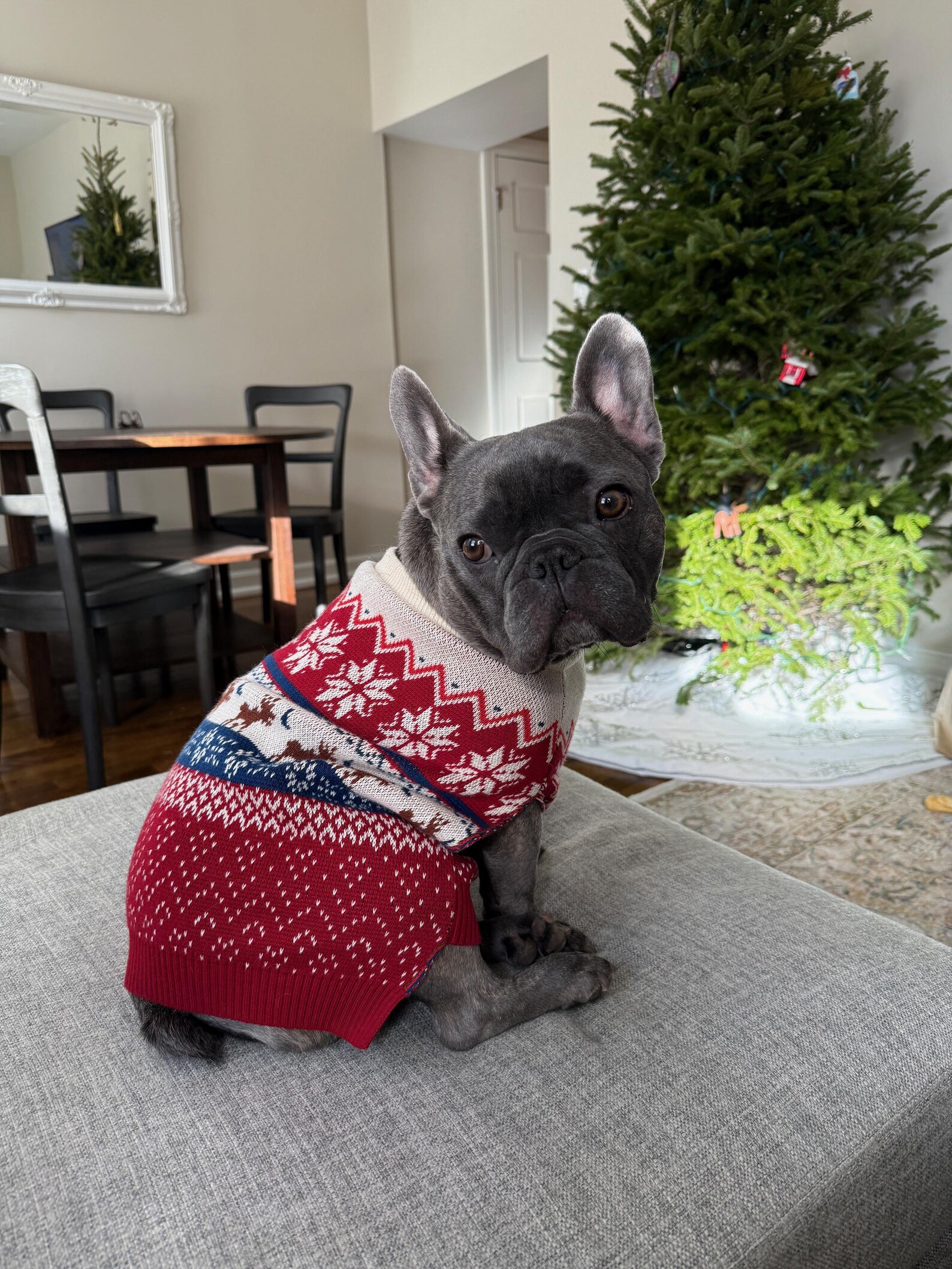 Customizable French Bull Dog Christmas Digital Card - Etsy