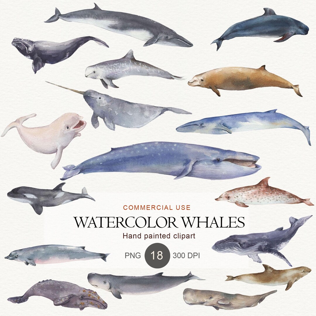 Watercolor Whale Clipart – Hand Painted Ocean Animal Graphics (PNG) - Etsy