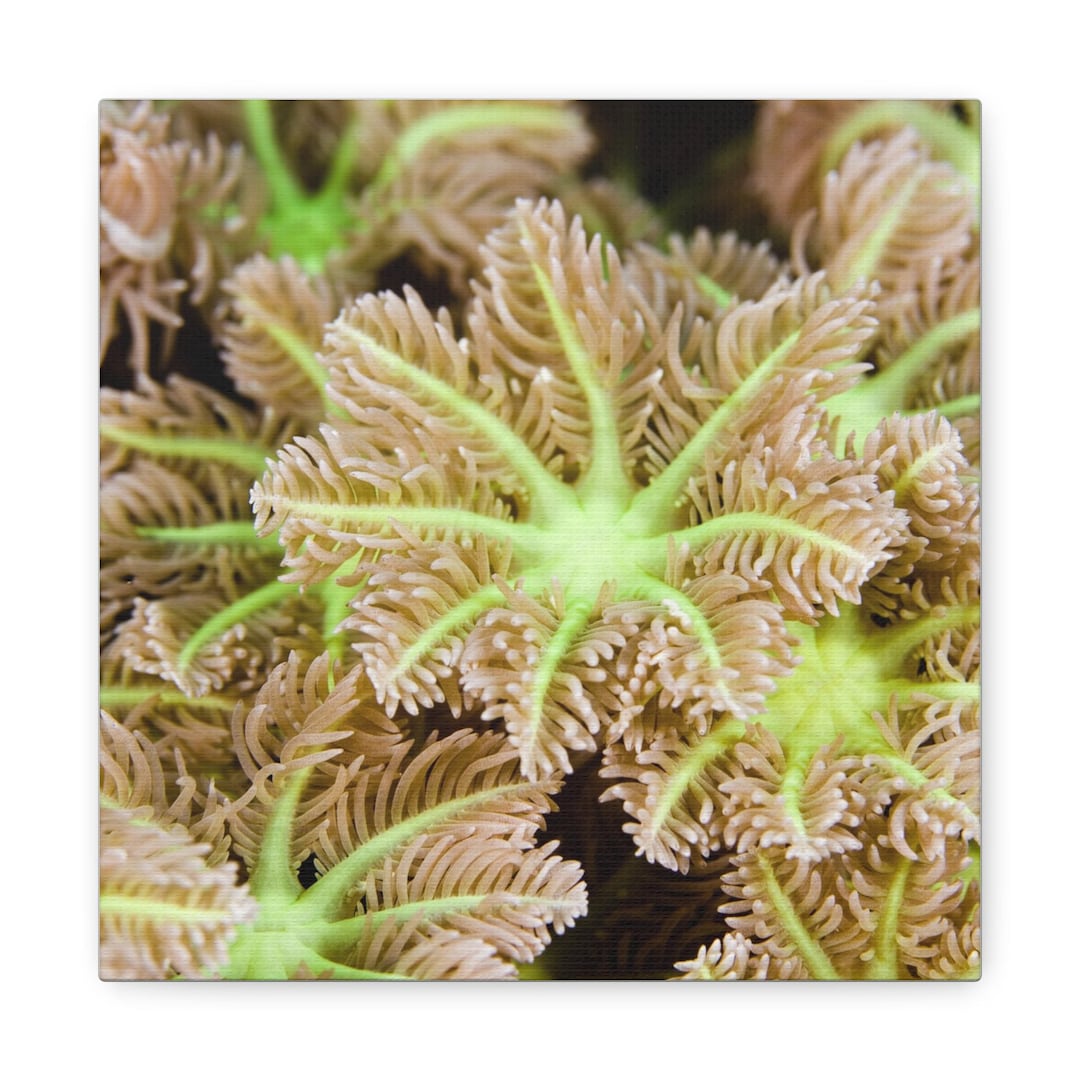 Clove Polyps Coral Canvas - Etsy