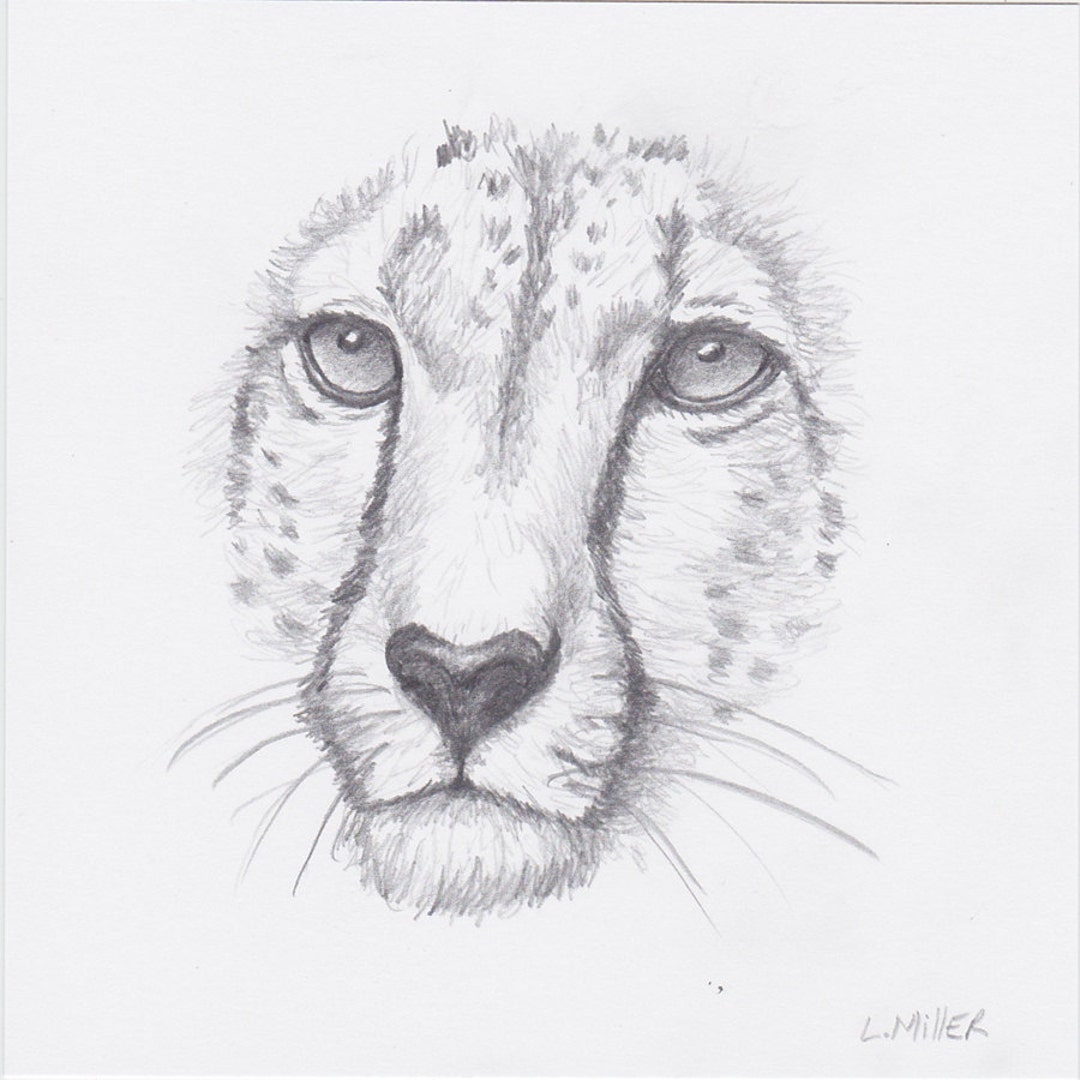Cheetah Pencil Drawing, Original 5x5 Graphite Large Cat Art - Etsy