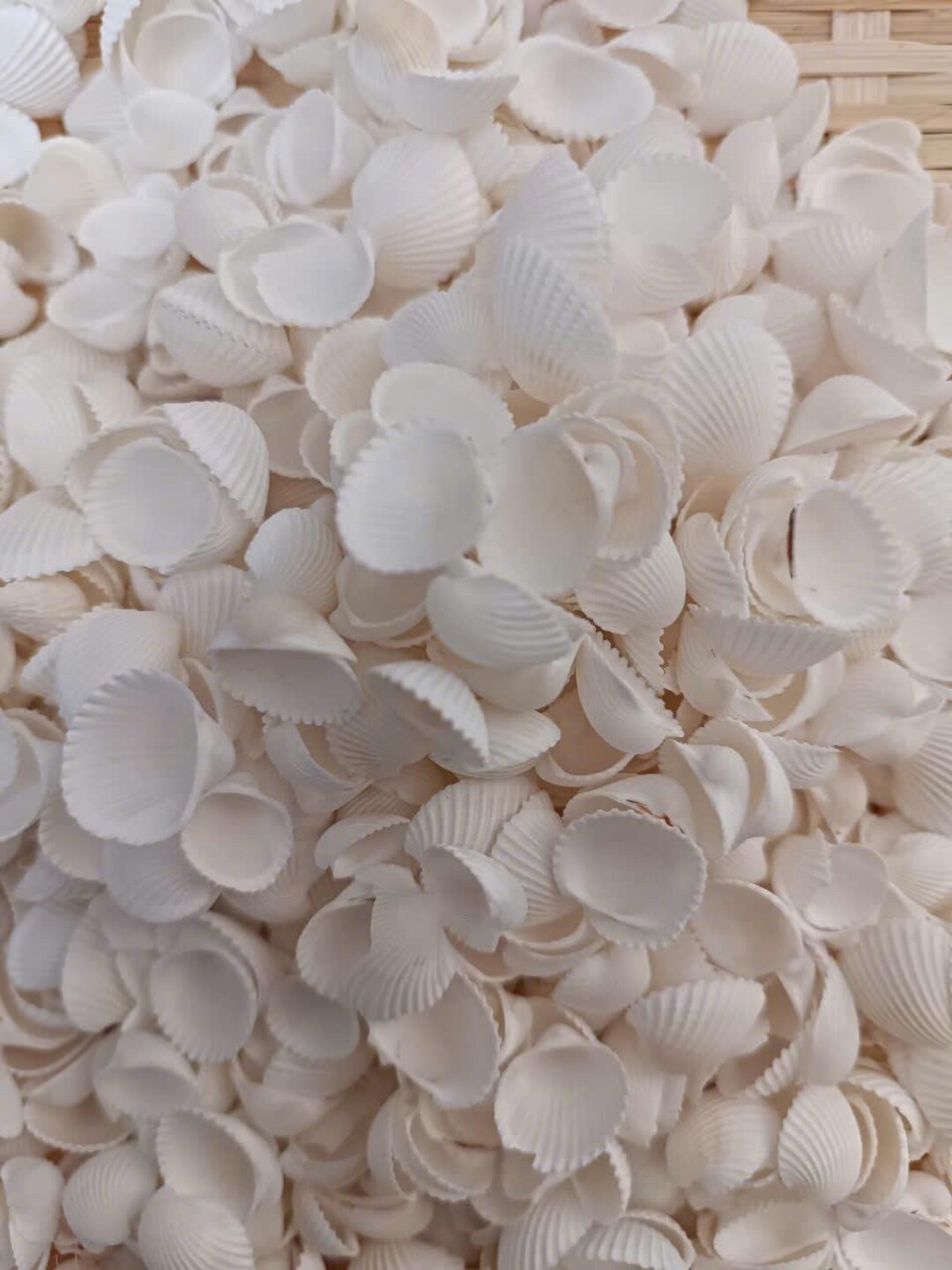 Combo 01 Kilograms, 03 Types of Shells Giant Scallop, Blood Cockles ...