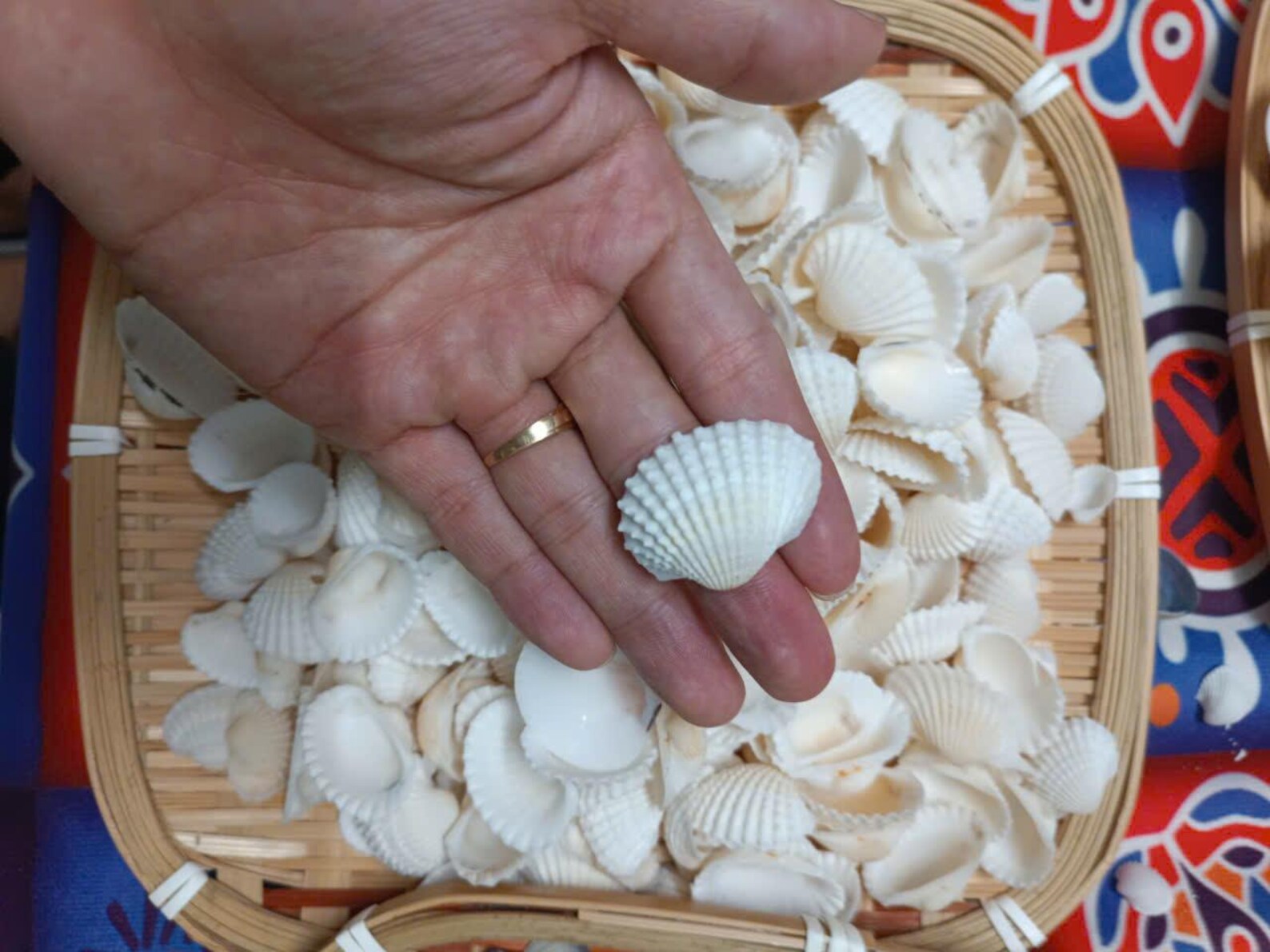 Combo 01 Kilograms, 03 Types of Shells Giant Scallop, Blood Cockles ...