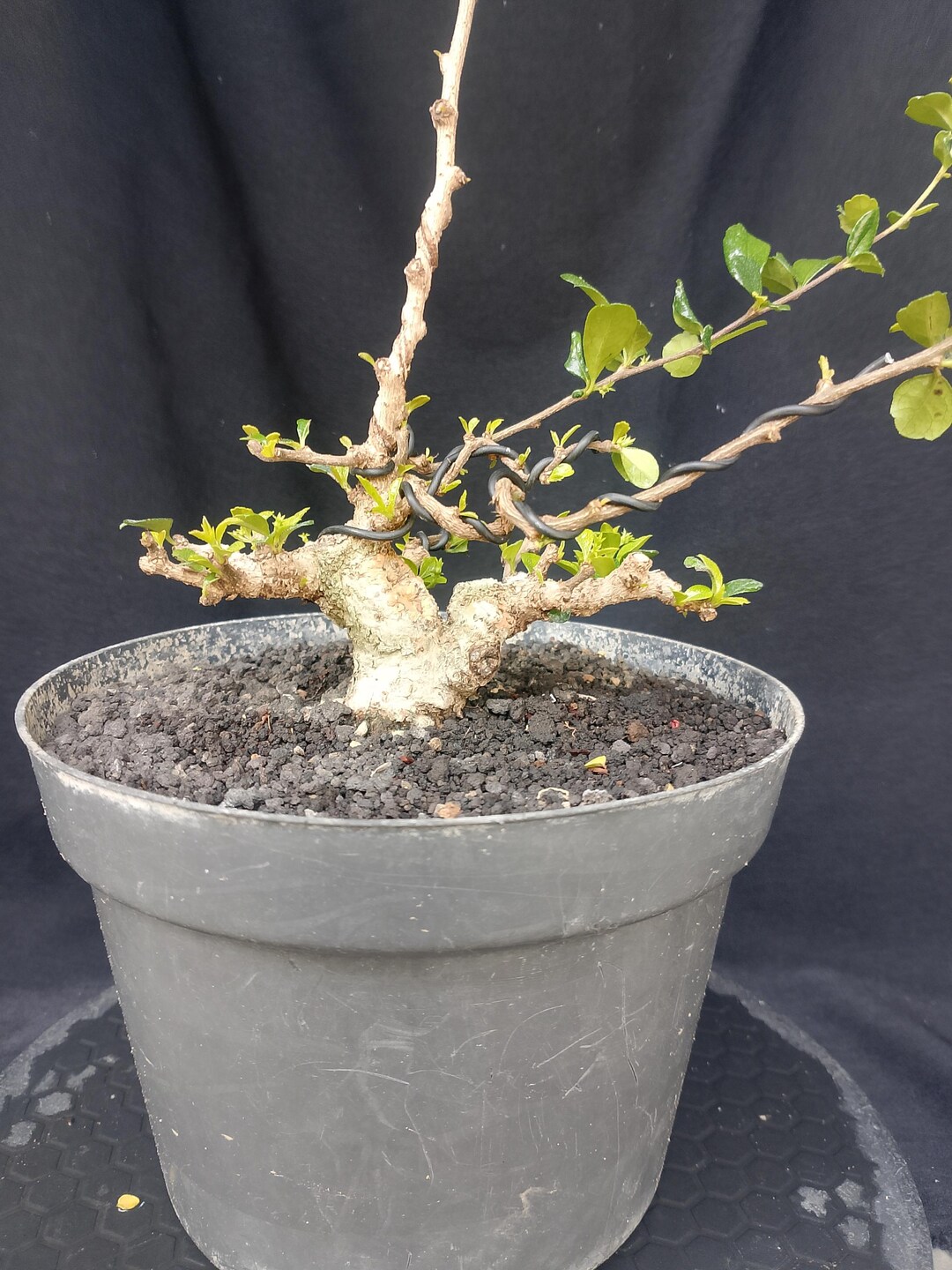 Ehretia Microphylla Bonsai Tree - Etsy