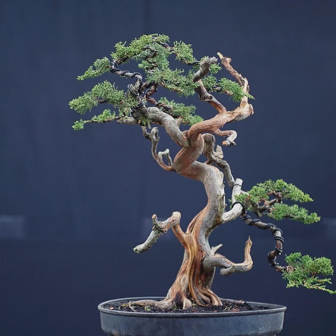 Juniperus Chinensis Bonsai Tree - Etsy