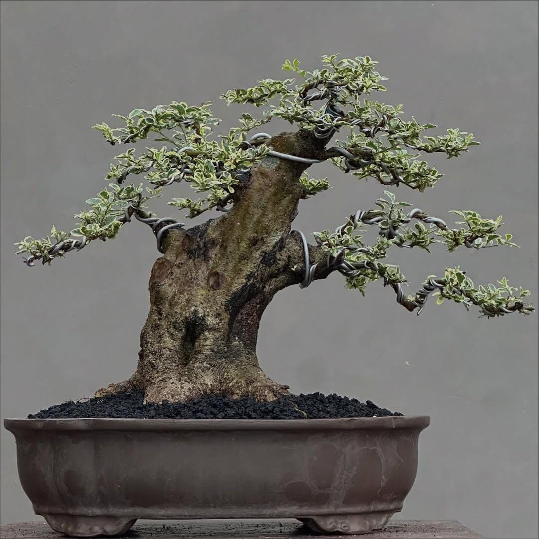 Ligustrum Sinense Variegatum Bonsai Tree - Etsy