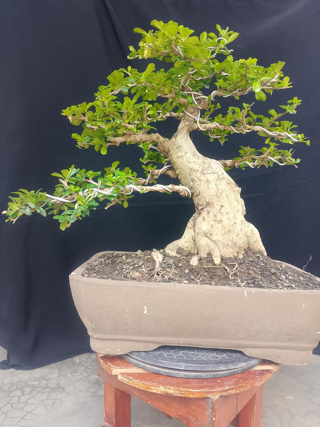 Ehretia Microphylla Bonsai Tree - Etsy