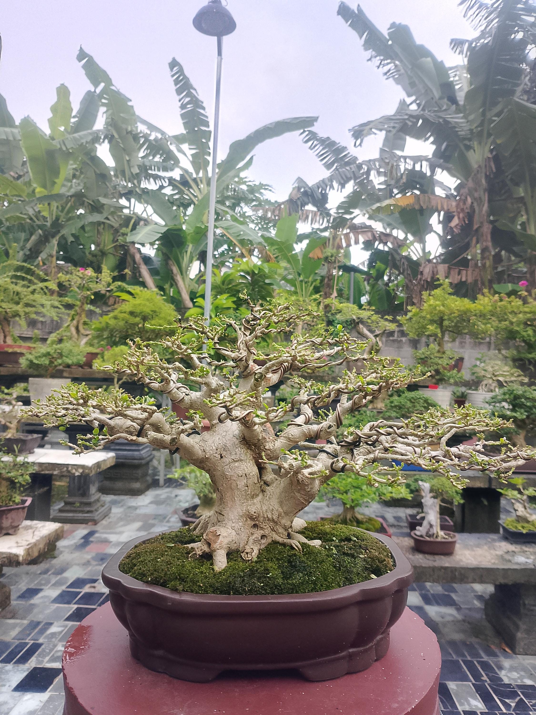 Premna Microphylla Bonsai Tree - Etsy