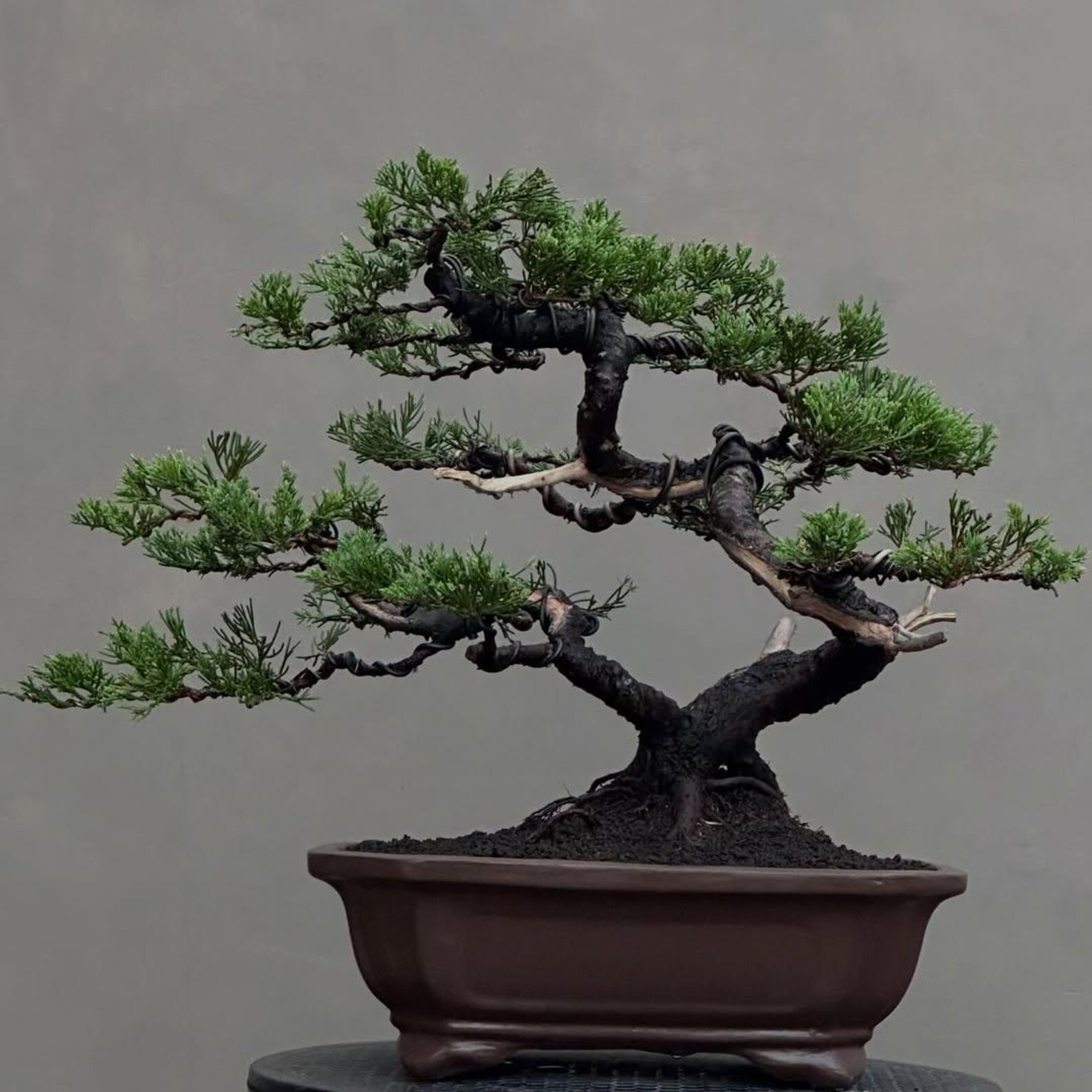 Juniperus Chinensis Bonsai Tree - Etsy